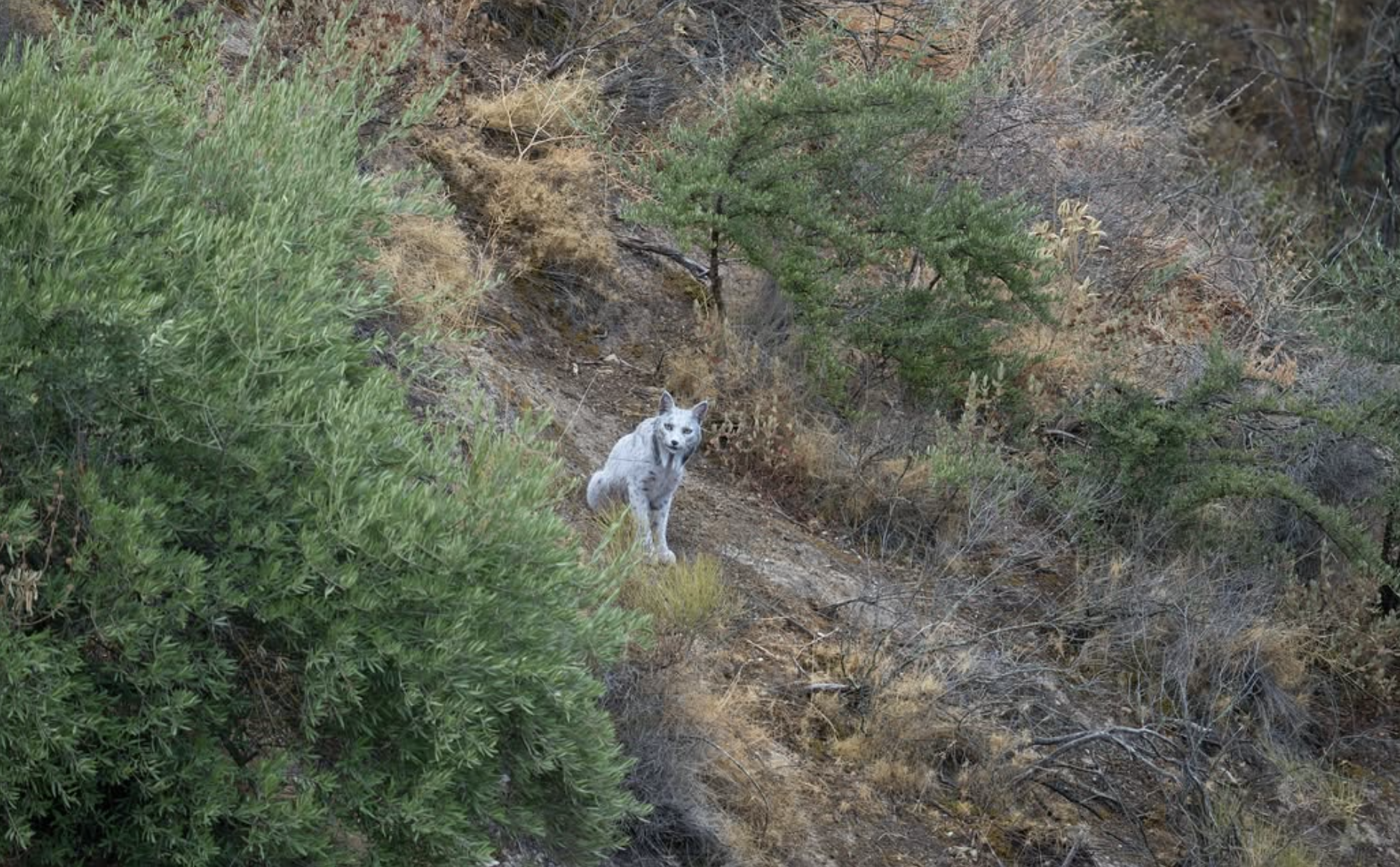 La prima lince iberica bianca al mondo catturata dalla macchina ...